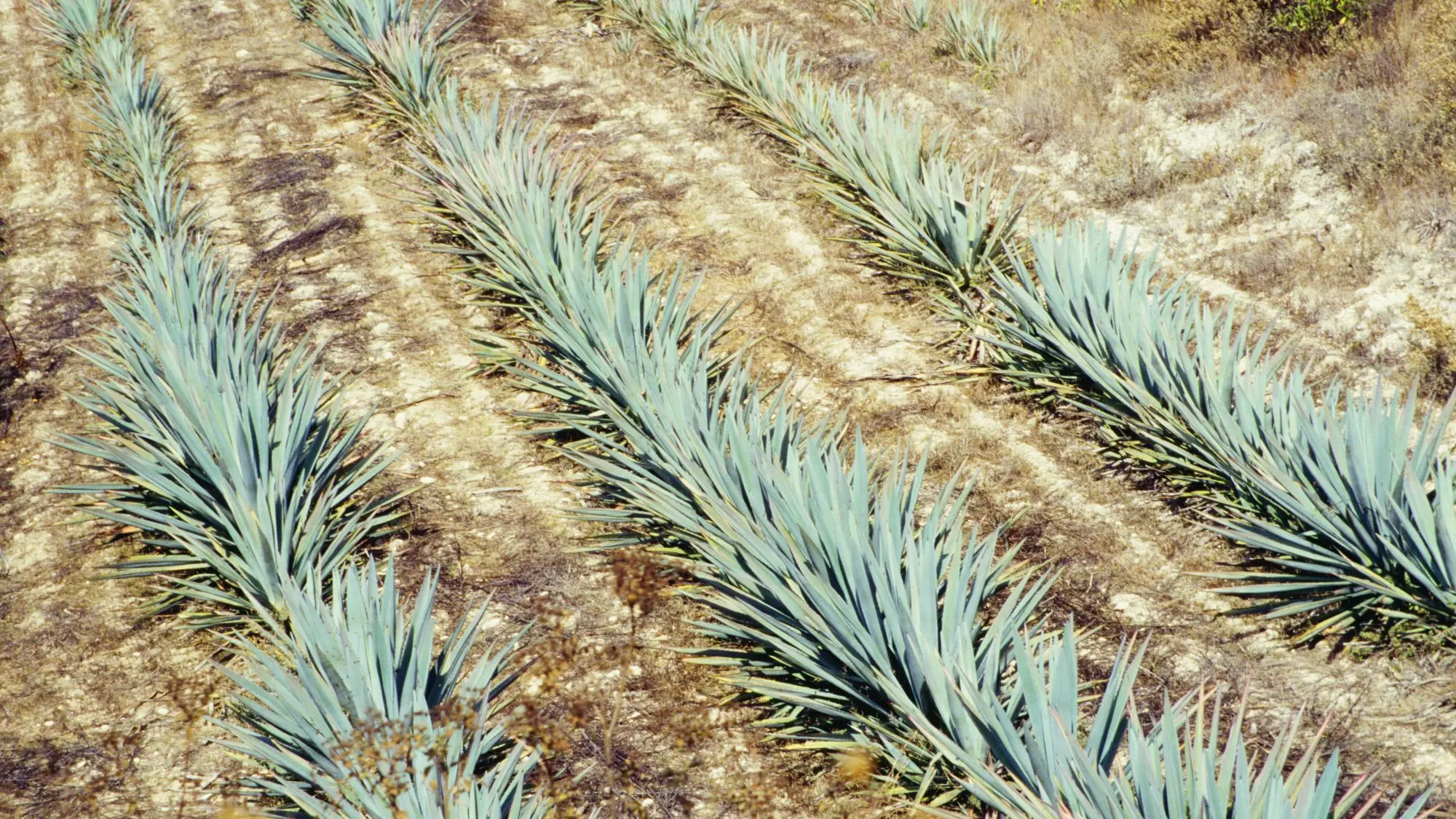 agave-mexic-BLOG0917.jpg