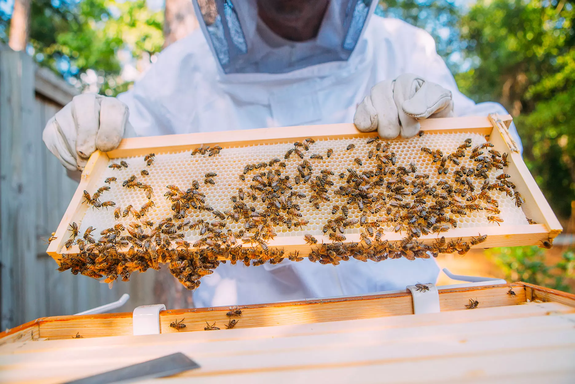 beekeeper thiab muv nyob rau hauv thiab ib ncig ntawm apiary