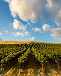 original-201304-a-regional-wine-producers-washington-spring-valley.jpg