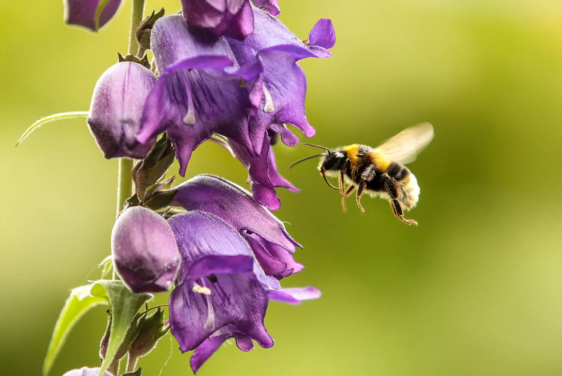 Un abejorro se prepara para polinizar una flor
