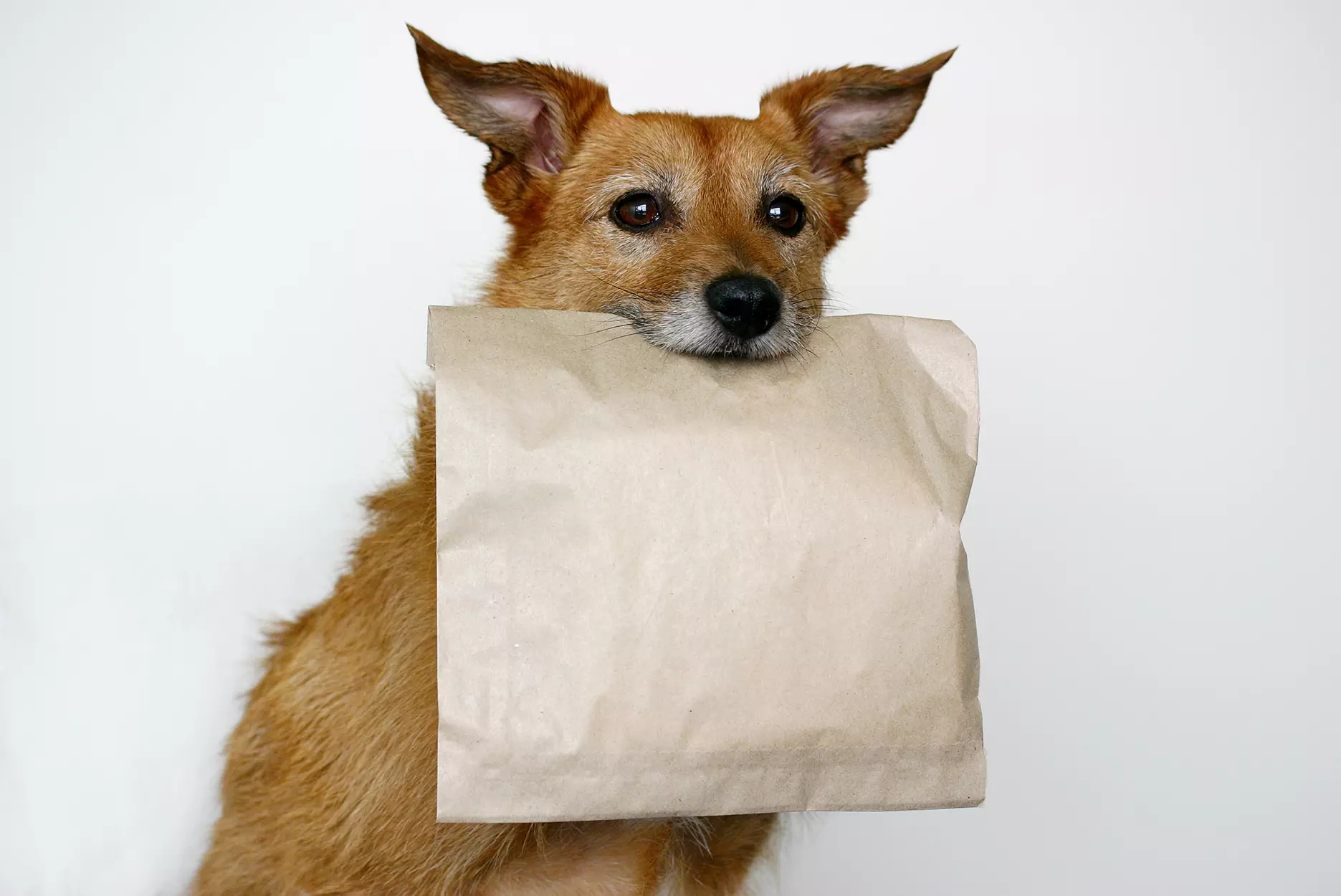 Hond die een effen bruine tas draagt