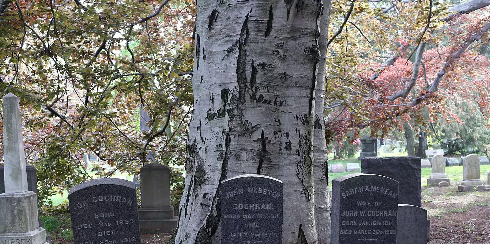 Ce miel fabriqué dans un cimetière de Brooklyn n'est probablement pas hanté