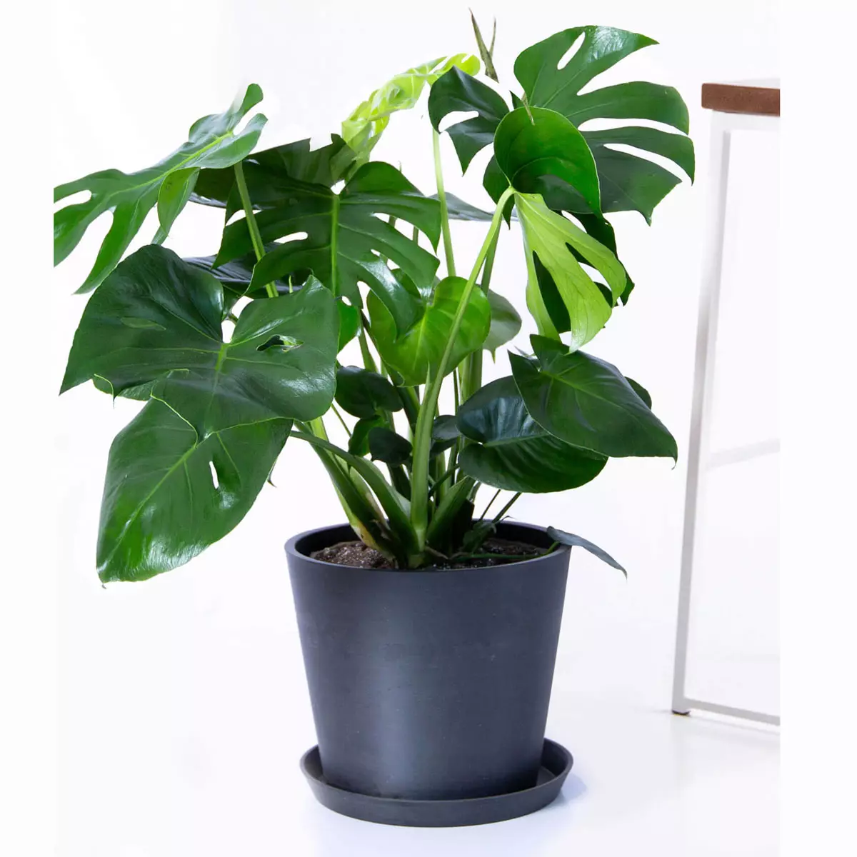 Monstera-Pflanze