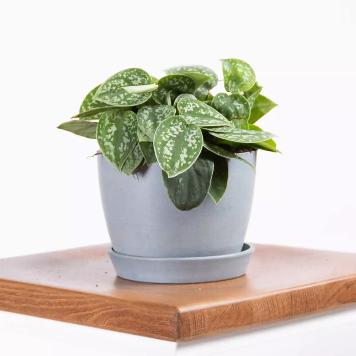 Pothos-Pflanze