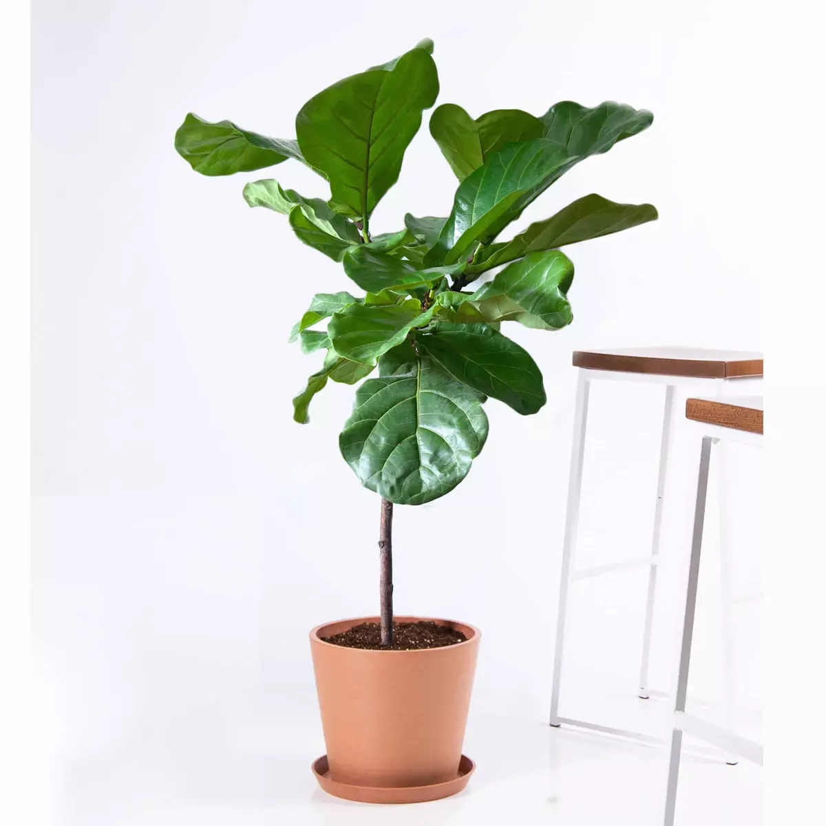 fiddle leaf انجير جو وڻ