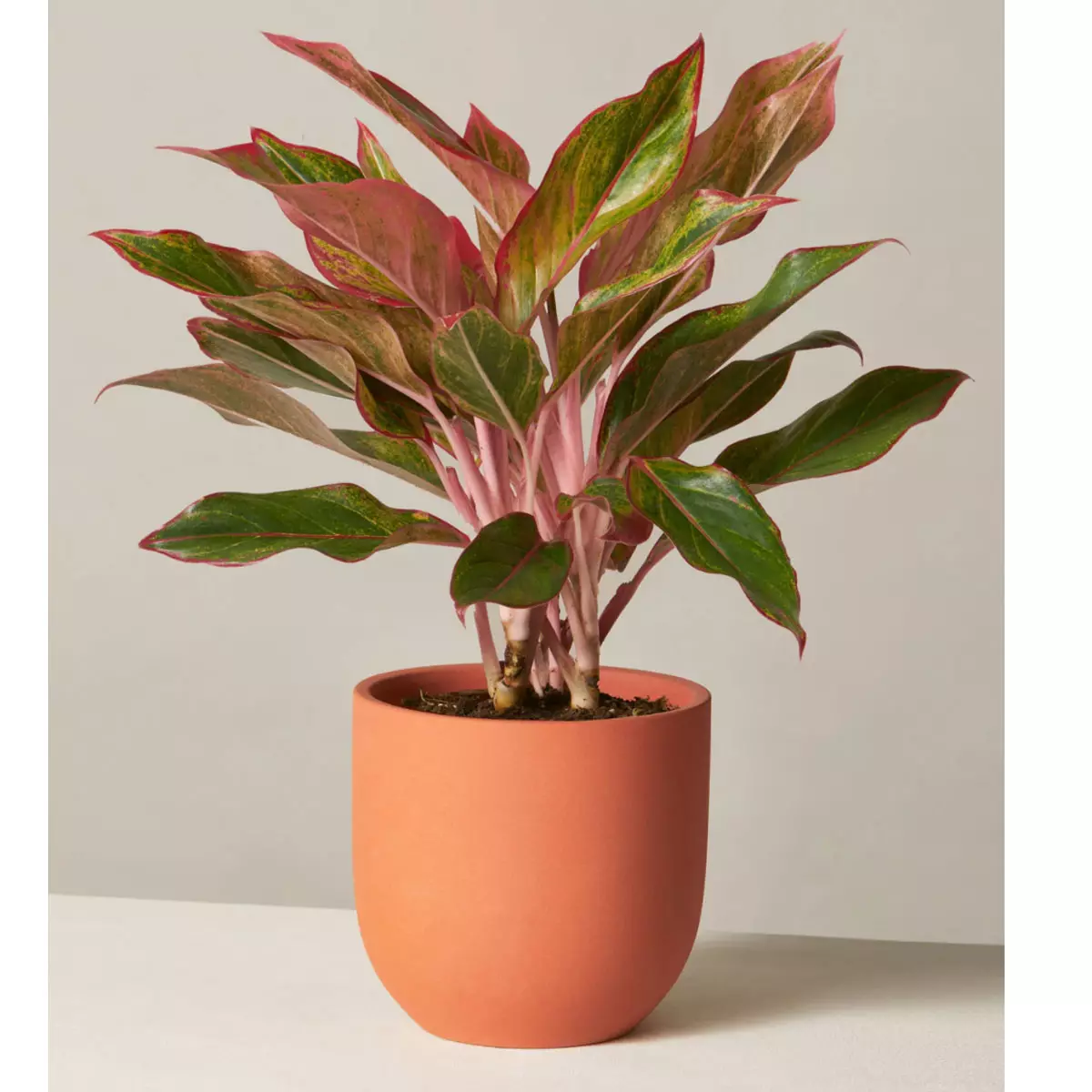 Aglaonema