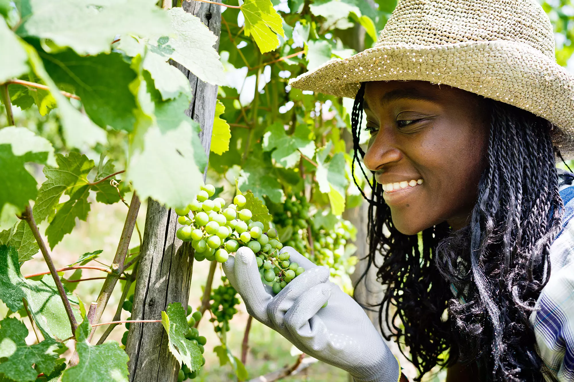 Mladá černá zemědělská žena ve vinici
