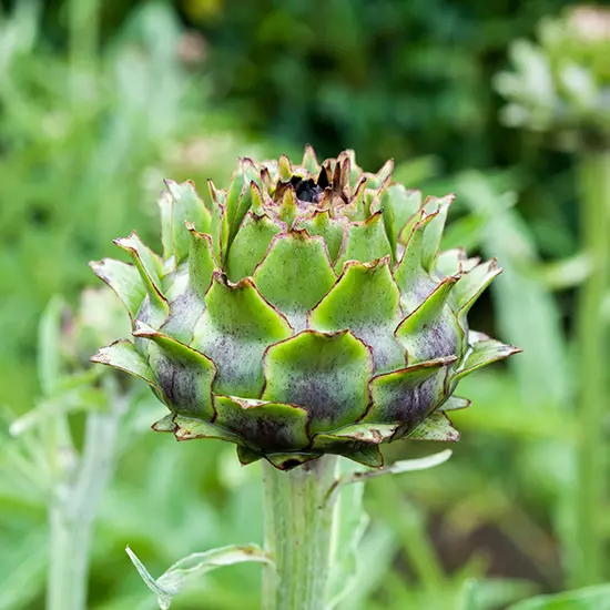 မူရင်း-201404-HD-spring-produce-primer-cardoons-new.jpg