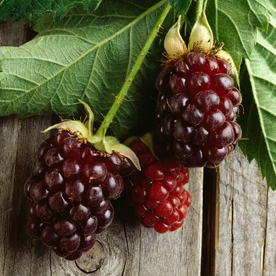 orijinal-201406-HD-bahar-üretim-astar-boysenberries.jpg