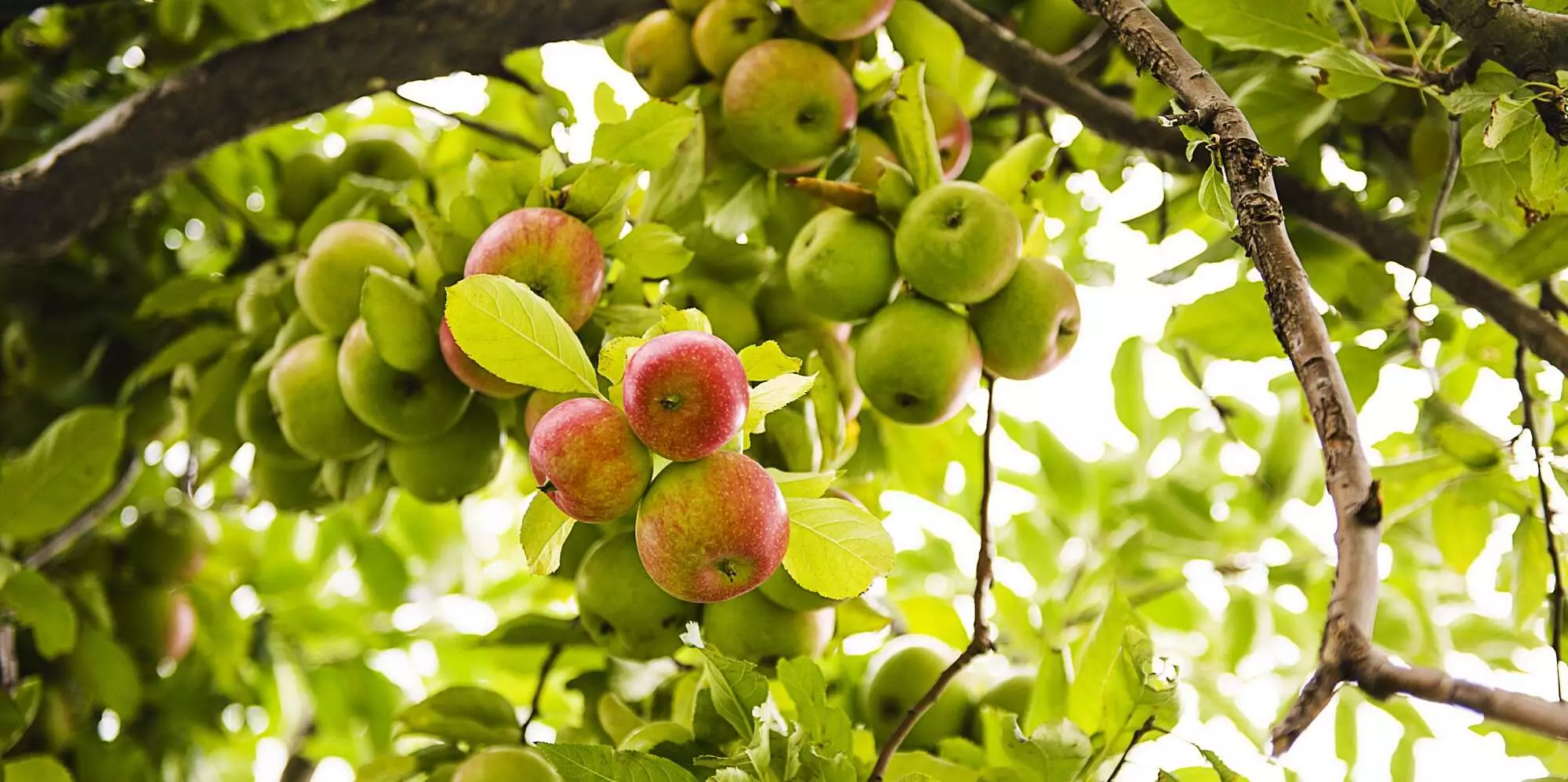 Déi richteg Zäit fir Är Liiblings Äppel Varietéit ze wielen