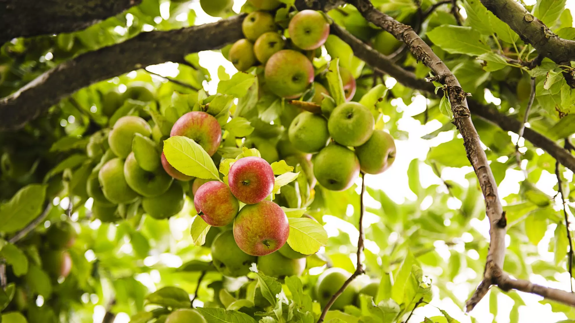 apple-tree-BLOG0917.jpg