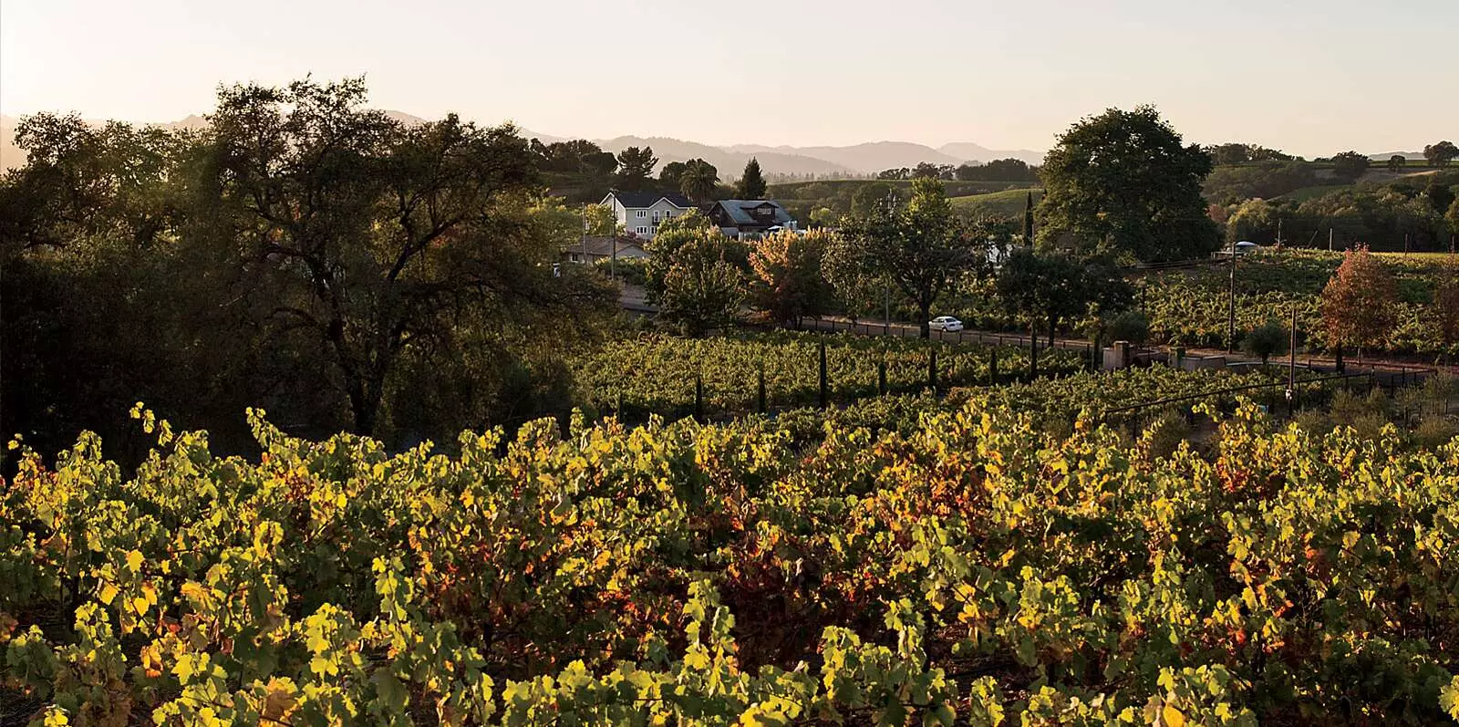 Hvordan Bilbro-brødrene fant sin egen vei i Sonoma