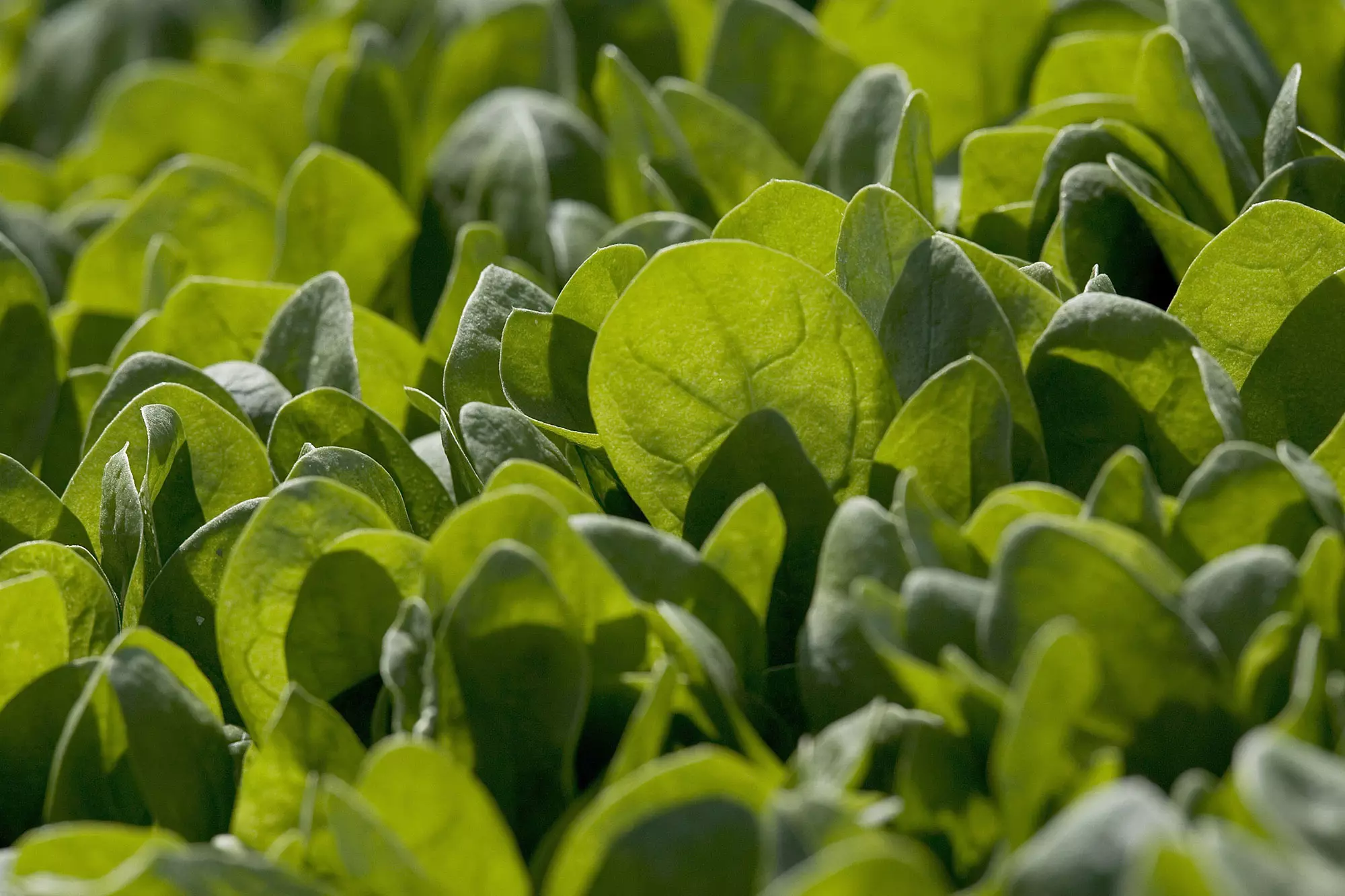 Ang Spinach Growers Tally Losses Samtang Nagpadayon ang E. Coli Investigation