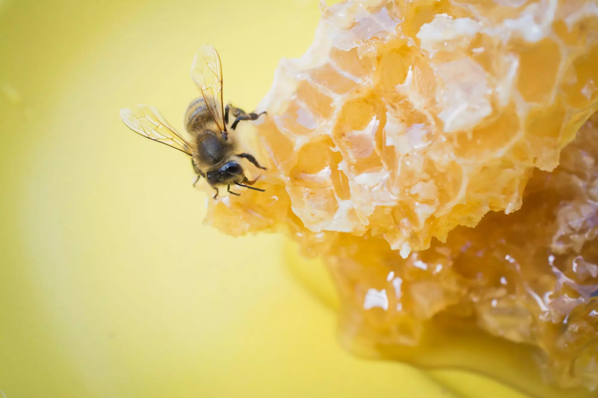 irisan madu segar dengan lebah