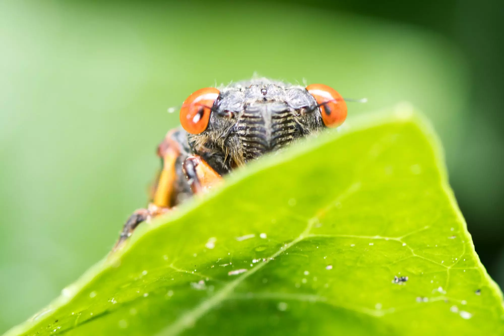 cicada brood x