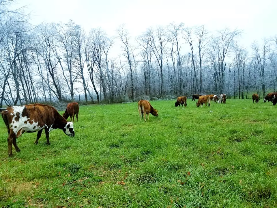 Ruta del queso de Indiana