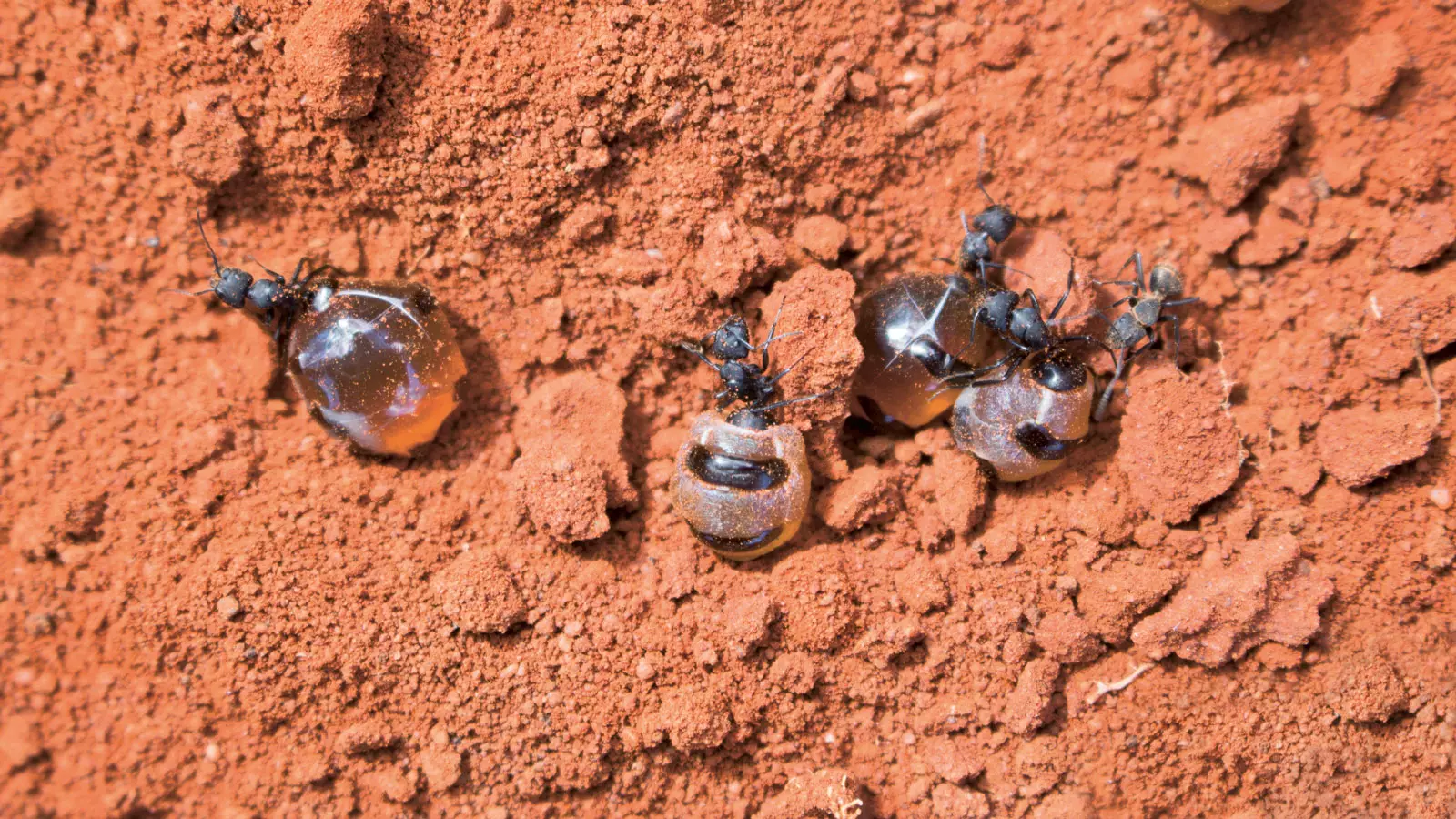 Нядаўна выкапаныя меданосныя мурашы, Аўстралія