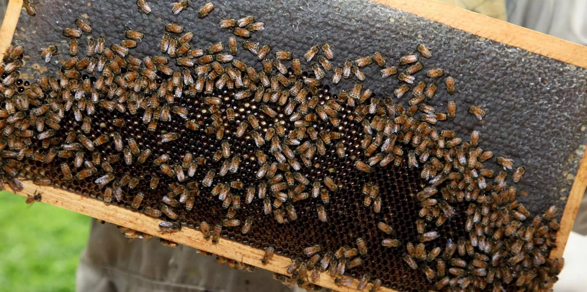 New York Hilton Midtown va de la colmena a la mesa con 450,000 abejas nuevas