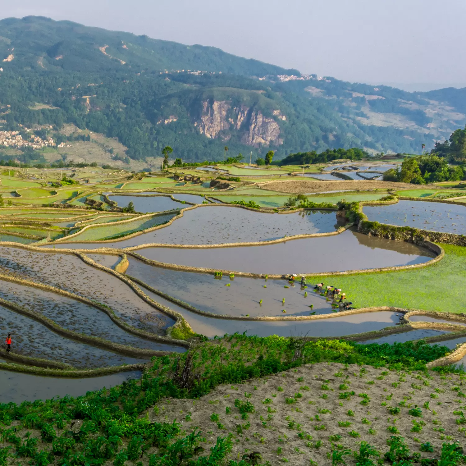 Yunnan-provinsens vin