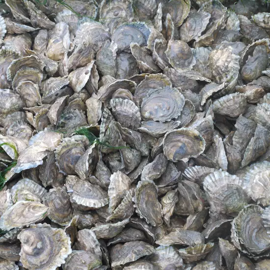 HD-201303-a-agwaetiti-ọwa mmiri-oysters-dị nso-elu.jpg