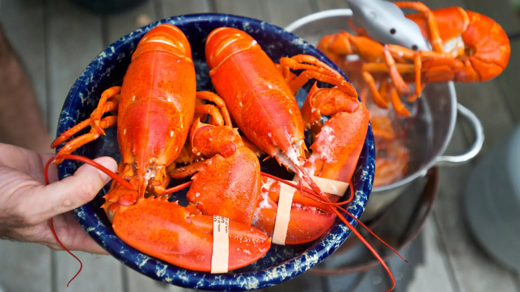 Maine Lobsters nwere ike ịla n'iyi