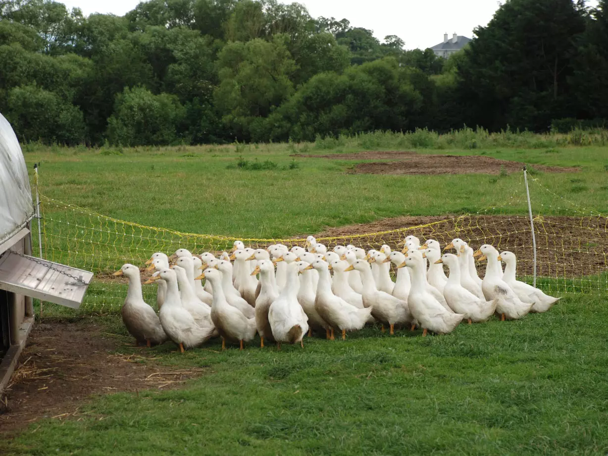 Kilkenny Free Range