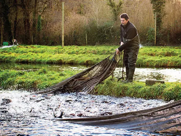 Goatsbridge Trout