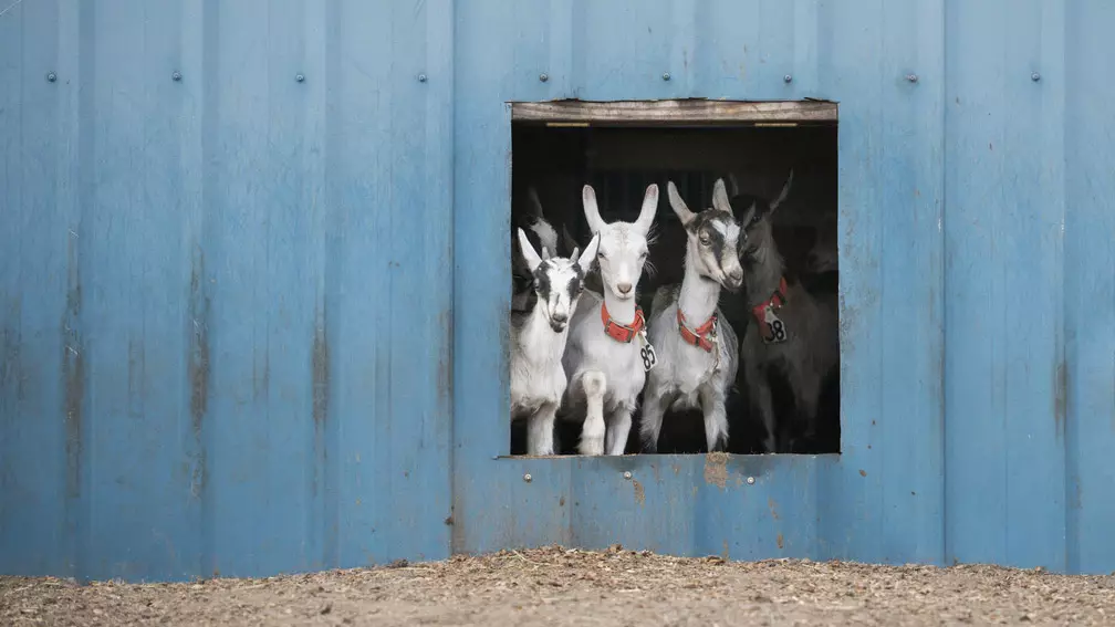 Cypress Grove Goats