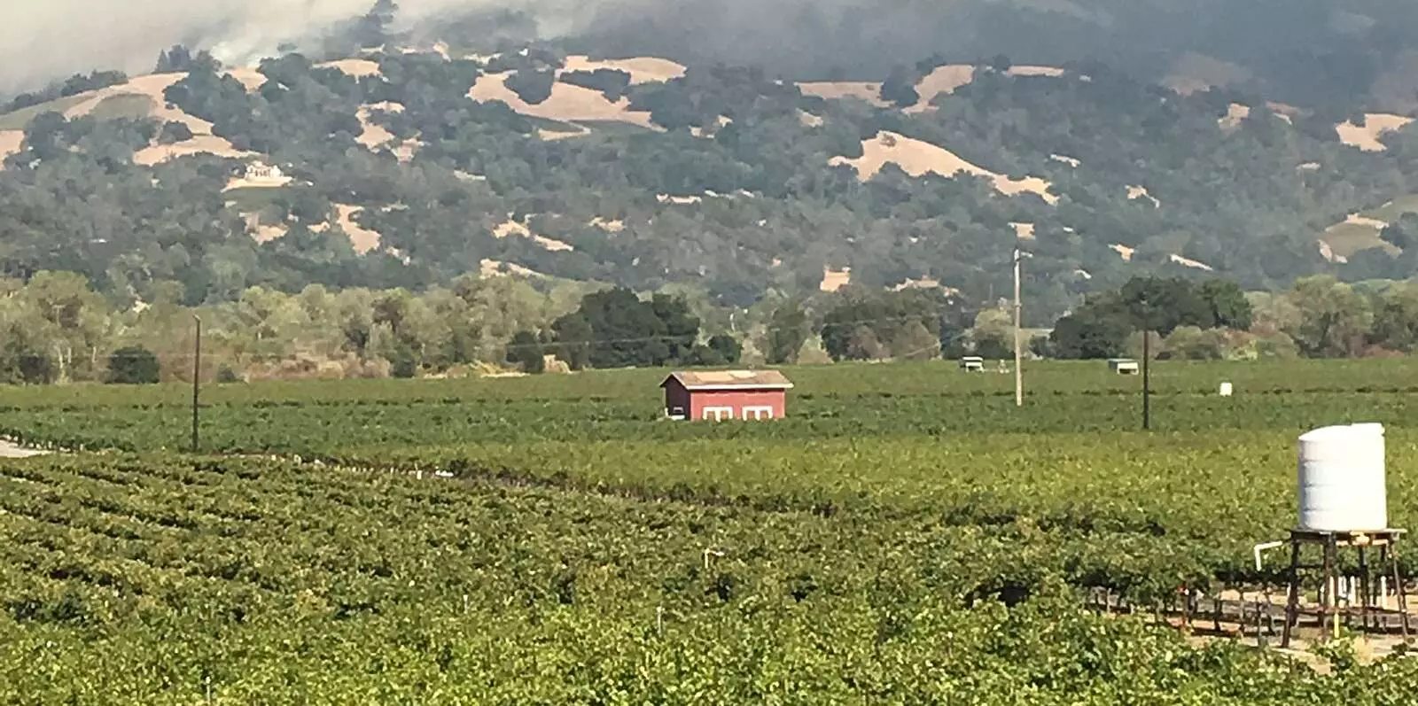 Kungani Ama-Wineries Athintwa Umlilo Wendle eNapa Kuzolunga