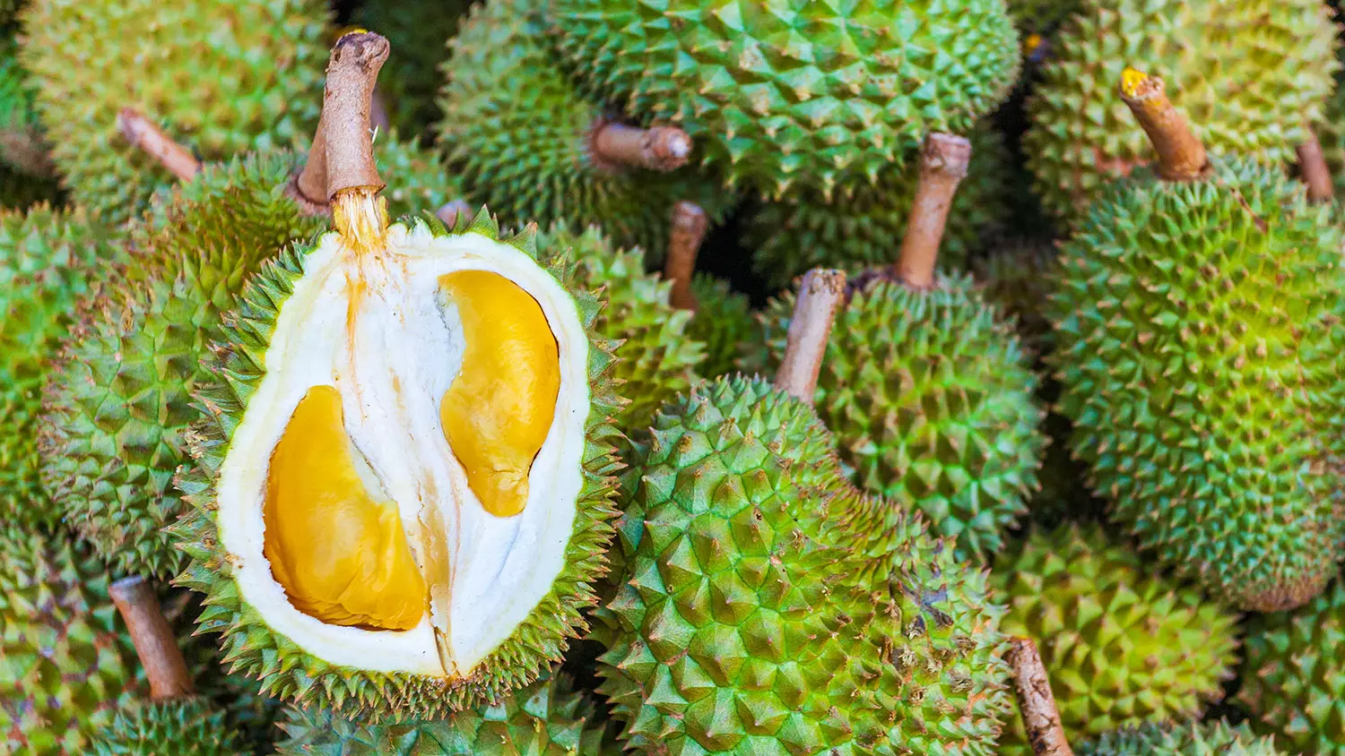 cit durian kat