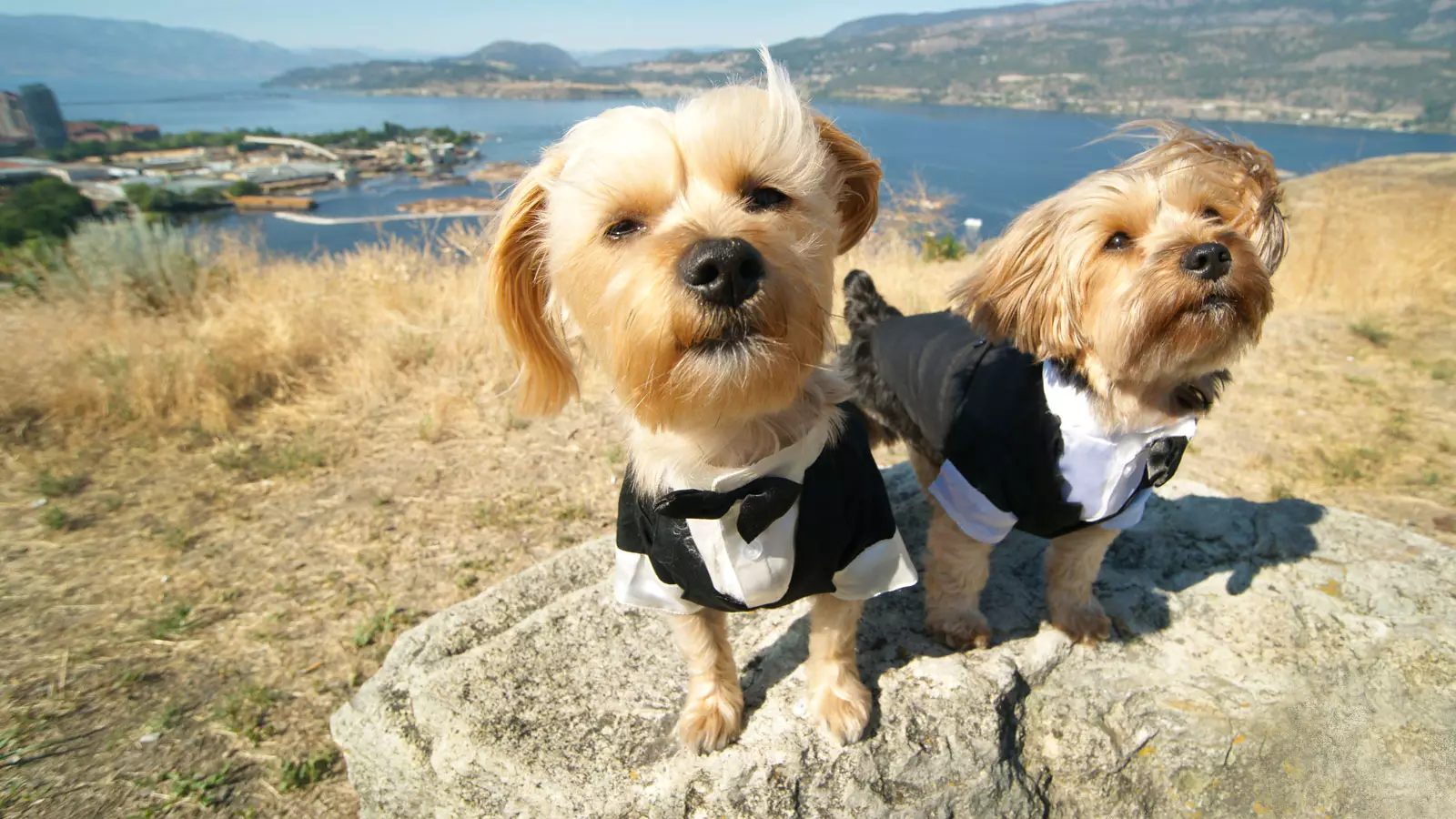 martha-stewart-dog-tuxedo-FT-BLOG0417.jpg