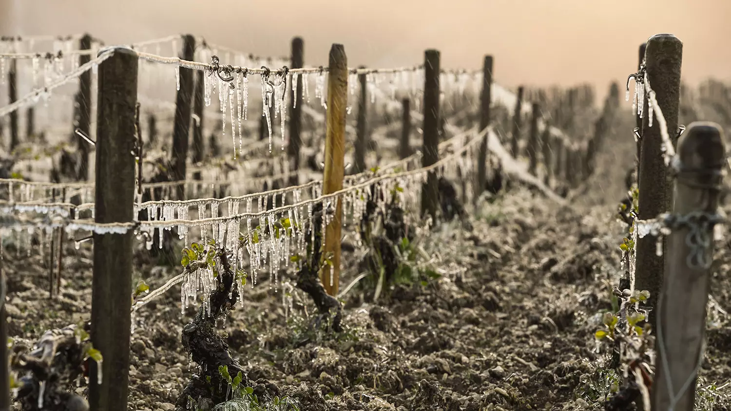 gel sur les vignes ruinant la production de vin