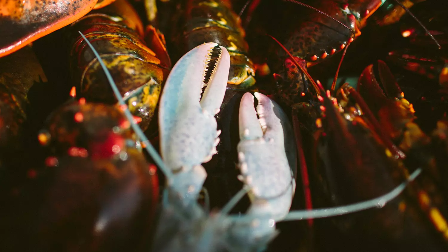 albino lobster