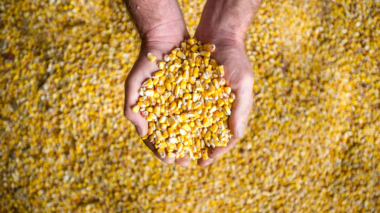 Jagung organik palsu