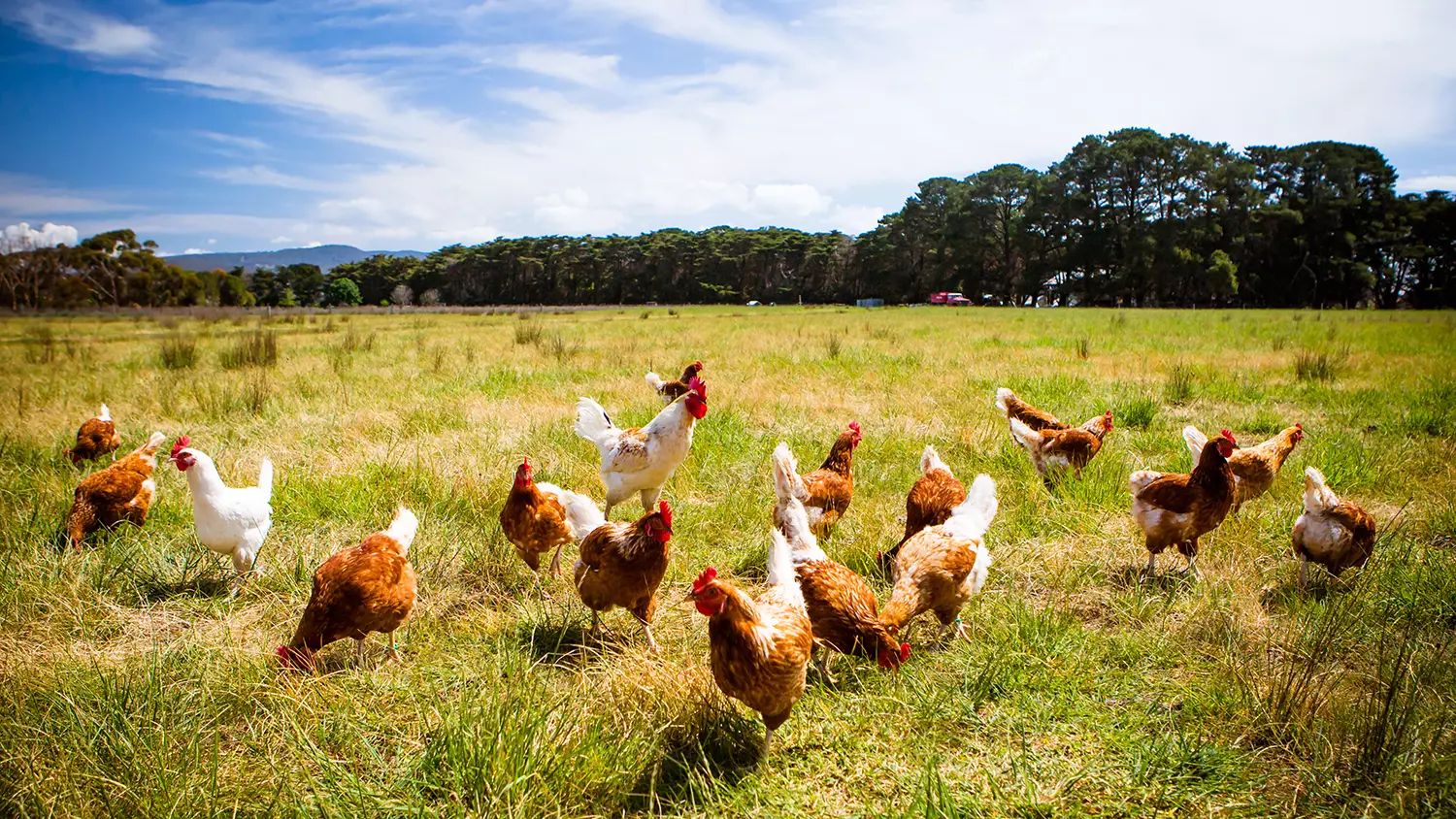 caca de pollo convertida en combustible