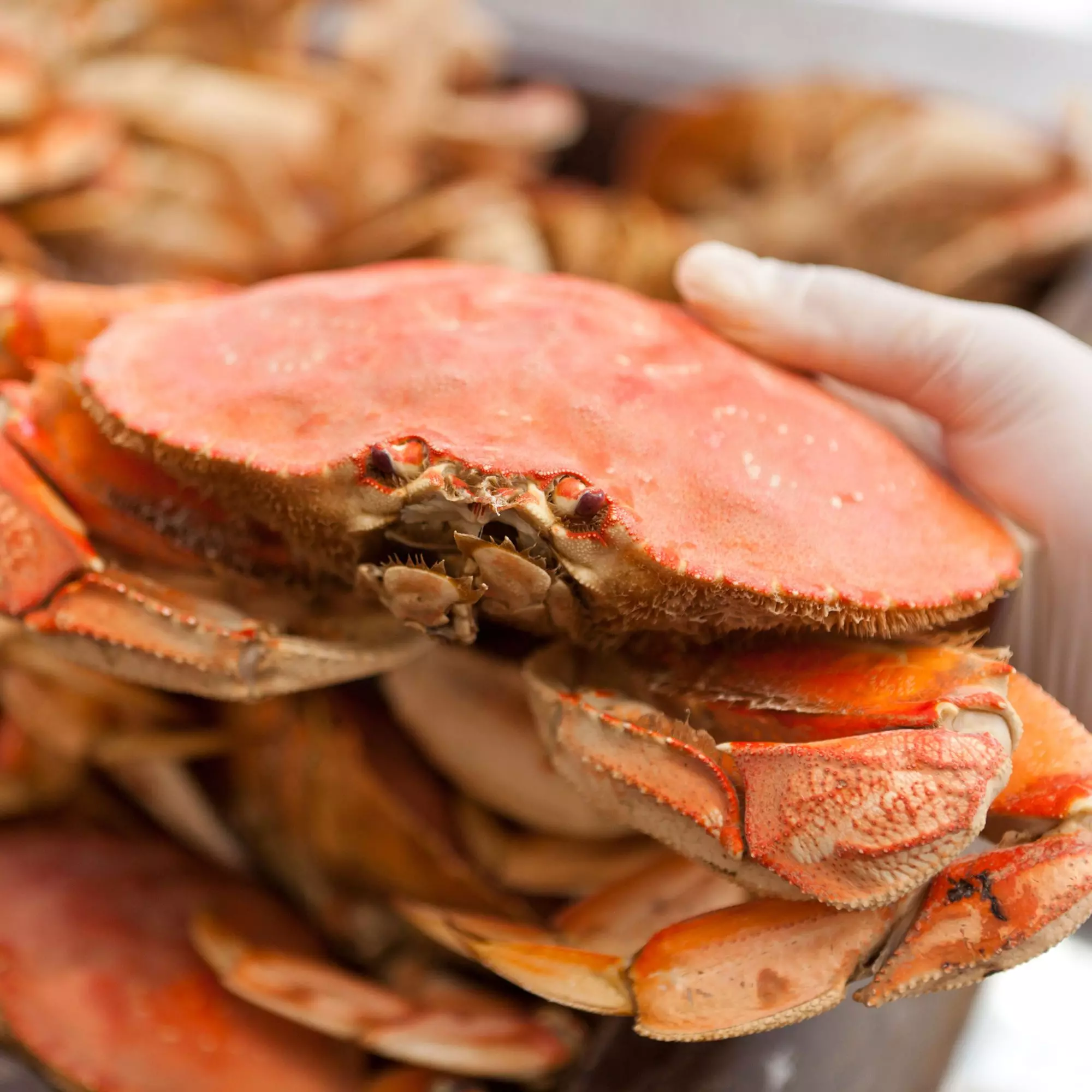 FWX DUNGENESS CRAB مەسىلىسى