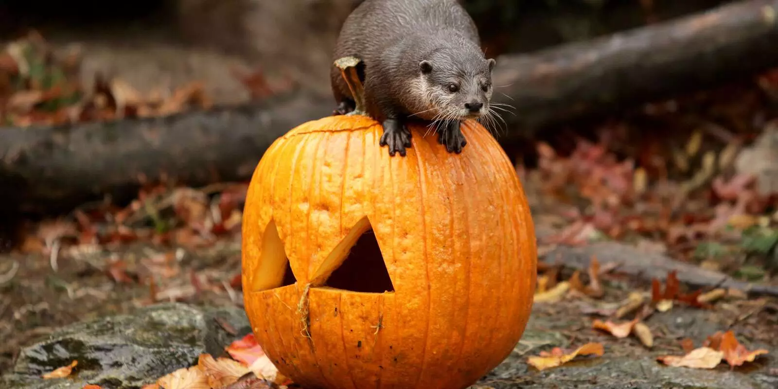 15 animale care se joacă cu dovleci pentru Halloween