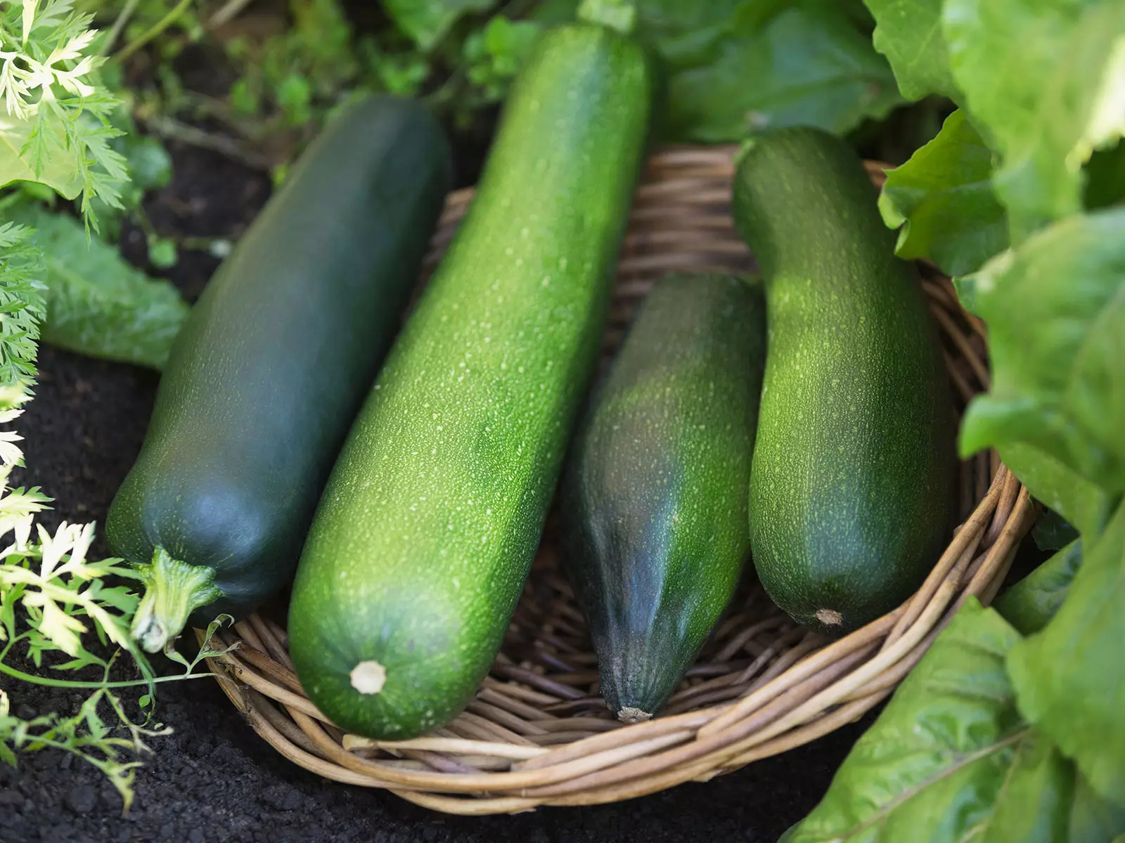 zucchini ao anaty harona ho an'ny zucchini nasionaly amin'ny andro lavarangana