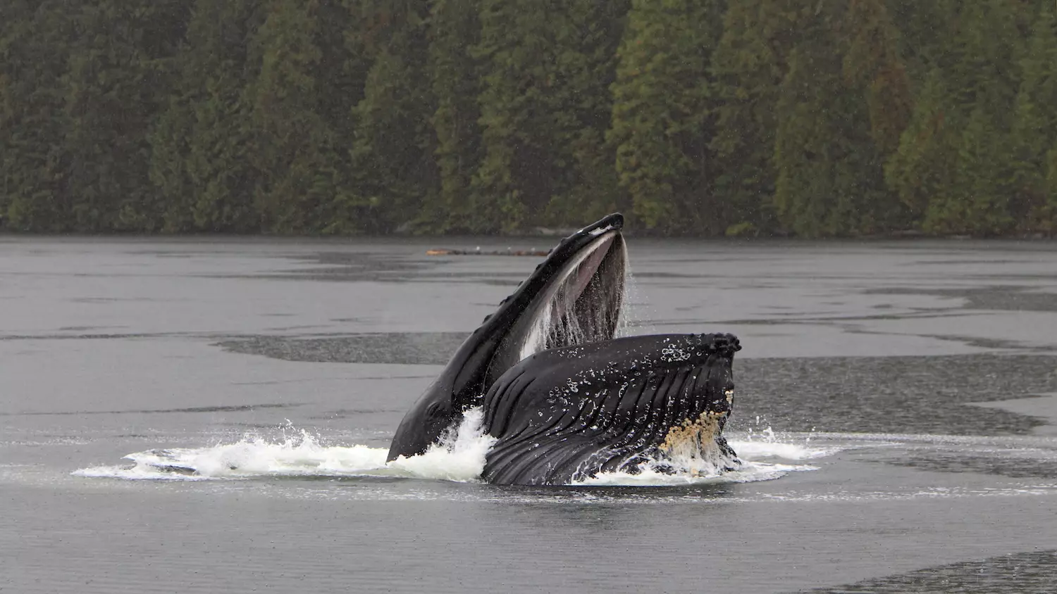 Ryhävalaat Alaskan lohen hautomot