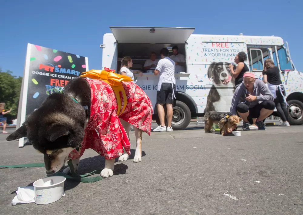 Hadiah trak ais krim petsmart untuk anjing dan pemilik