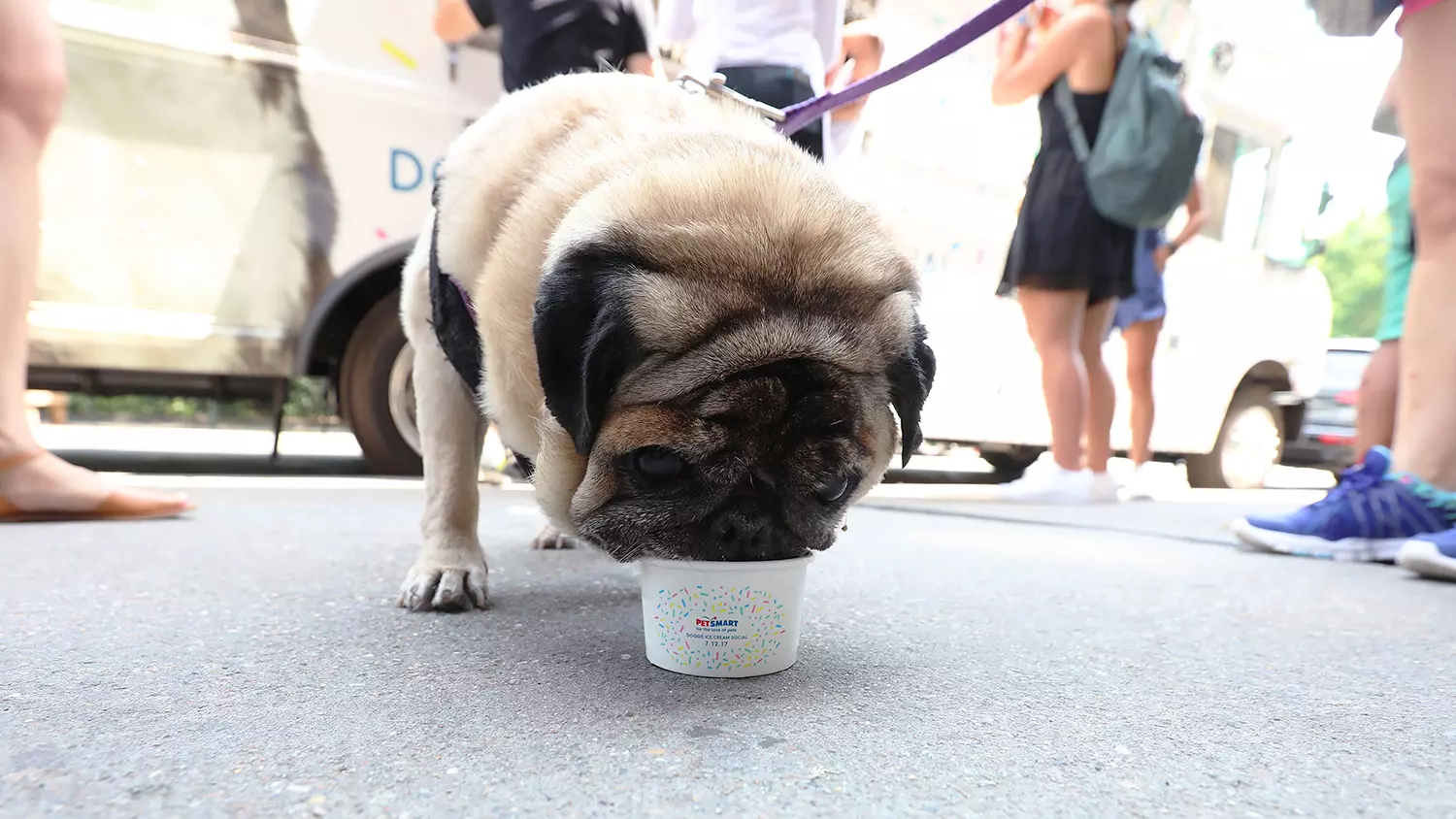 anak anjing pug paling comel di planet ini makan ais krim