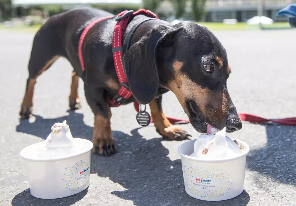 anak anjing panas kecil makan dua ais krimnya