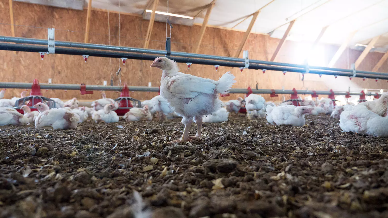 perdue chicken welfare update հավի տունը պատուհաններով