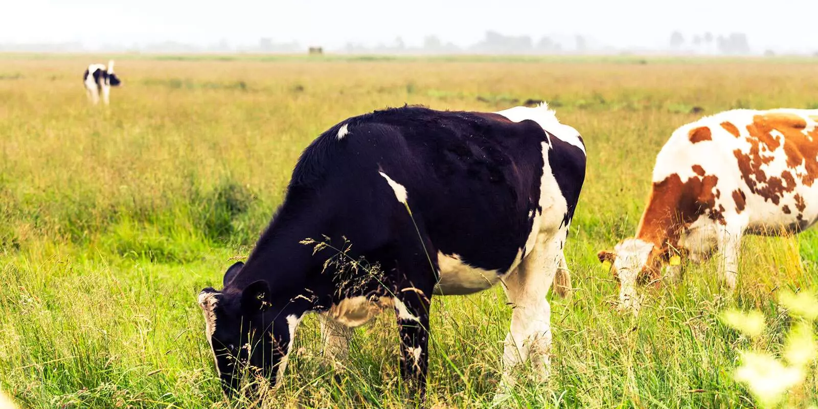 Hjir is wêrom't UK-boeren har ûnderbroek yn 'e grûn begroeven