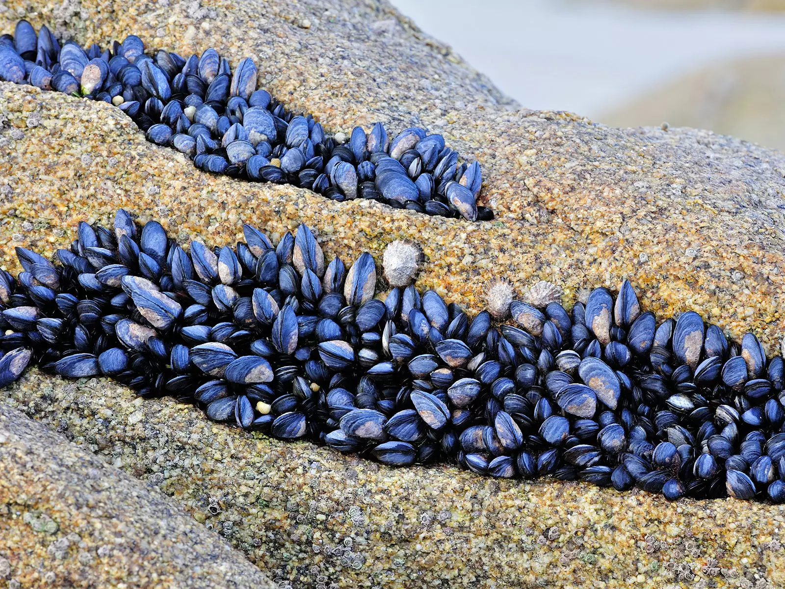 mussel glue