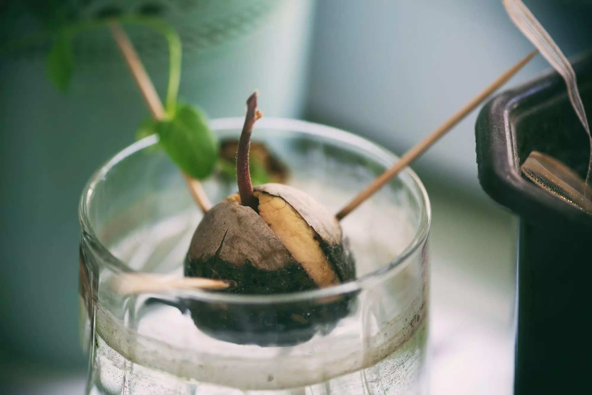 avocado-seed-hack-BLOG0817