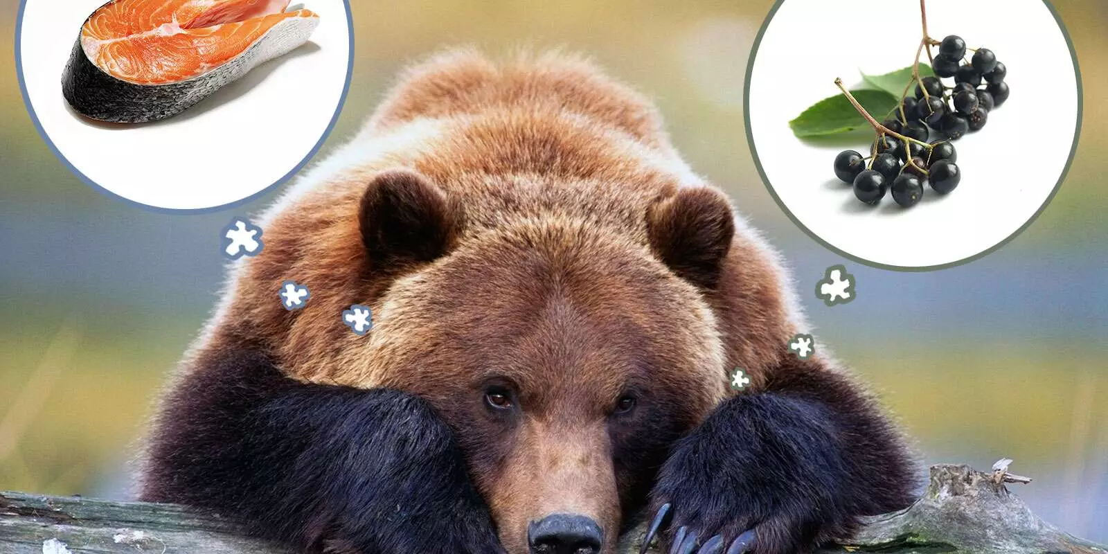 Gli orsi stanno diventando vegetariani a causa del cambiamento climatico