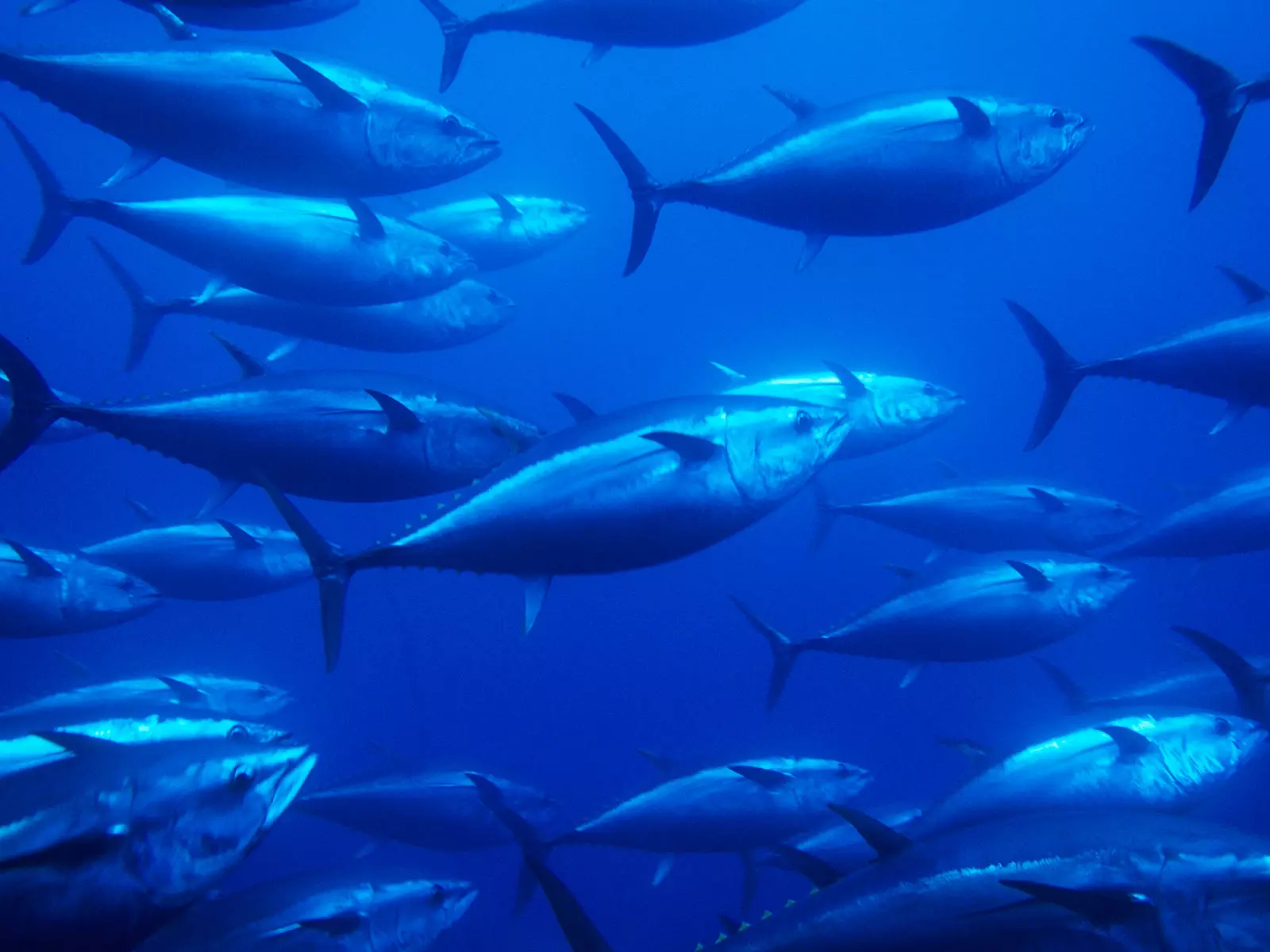 краіны спрабуюць выратаваць блакітнага тунца