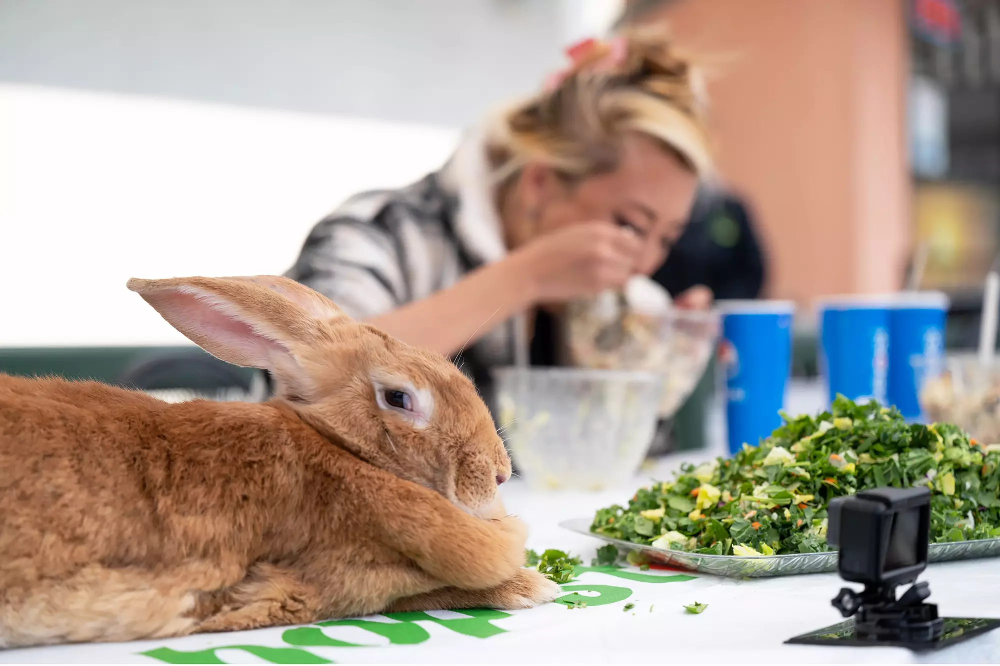 Kelinci Konyol, Kontes Makan Salad Untuk Manusia