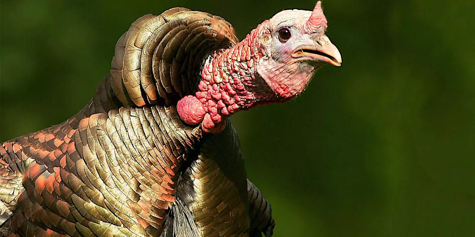 12 Zvinoshamisa Zvinoshamisa Turkey Gifs for a Sillier Thanksgiving